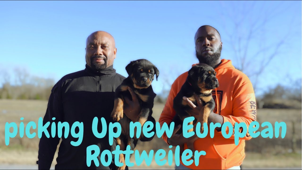 Picking up my new Rottweiler puppy ! - YouTube