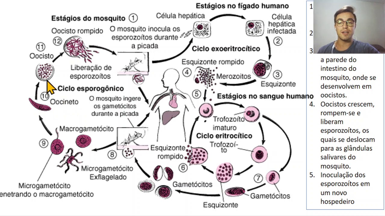 Ciclo De Vida Do Plasmodium Ovale BIÓLOGOS NA REDE Plasmodium... O