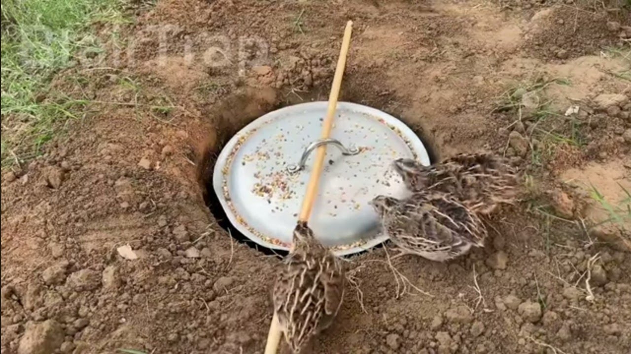 Best Quail Trap// easy and fast 💥💥 - YouTube