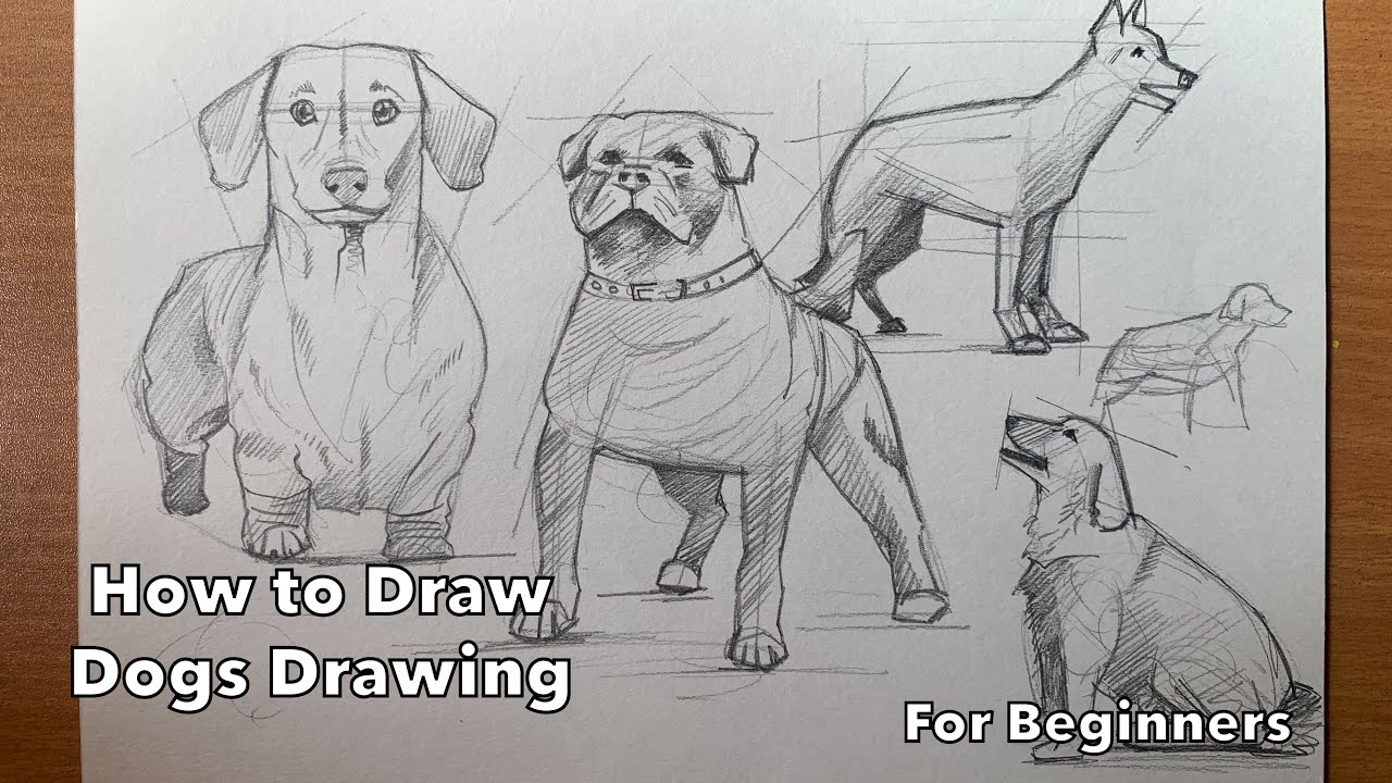 How to draw Dogs Drawing for Beginners by Artist Deepkaran | Step by ...
