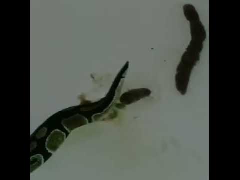 Snake pooping - YouTube