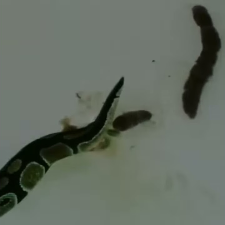 Snake pooping - YouTube