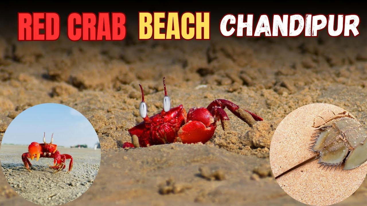 Chandipur Beach Magic:Witness Thousands of Red Crabs & Horseshoe Crabs ...