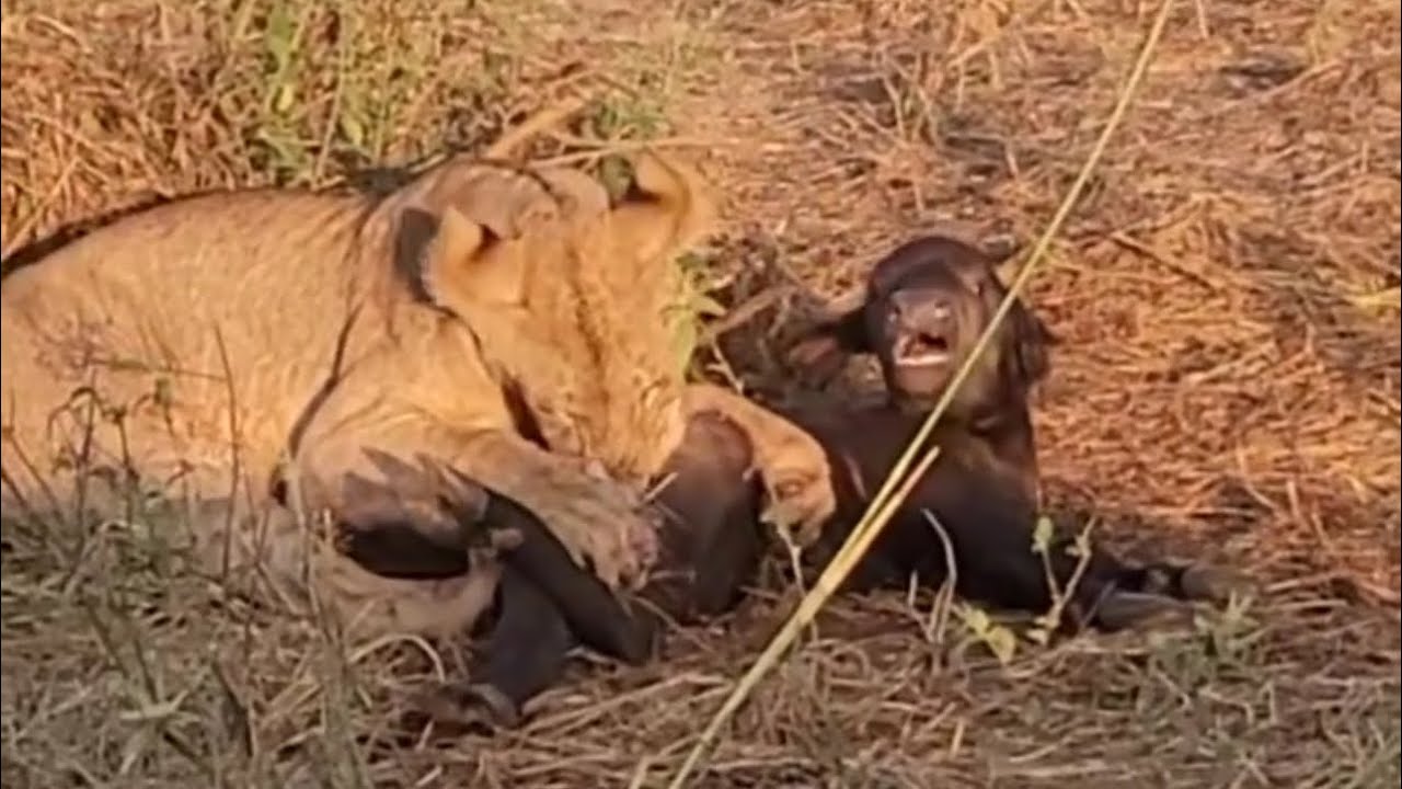 young lion catching a baby buffalo video - YouTube