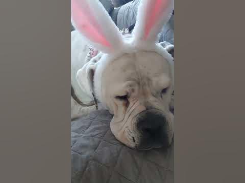 MISS SUGAR DOG FUNNY MOMENT #dog #sugar #bulldog #shortsvideo #everyone #funny #everyday #shorts ...