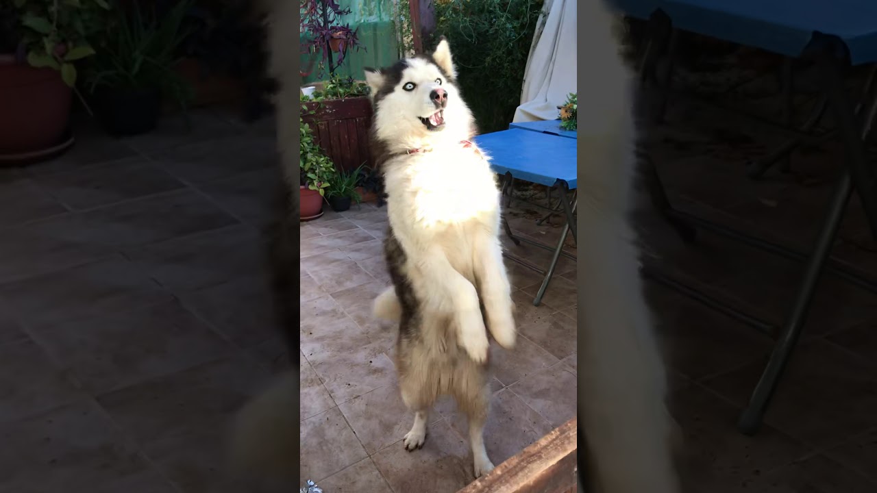 Dancing husky - YouTube
