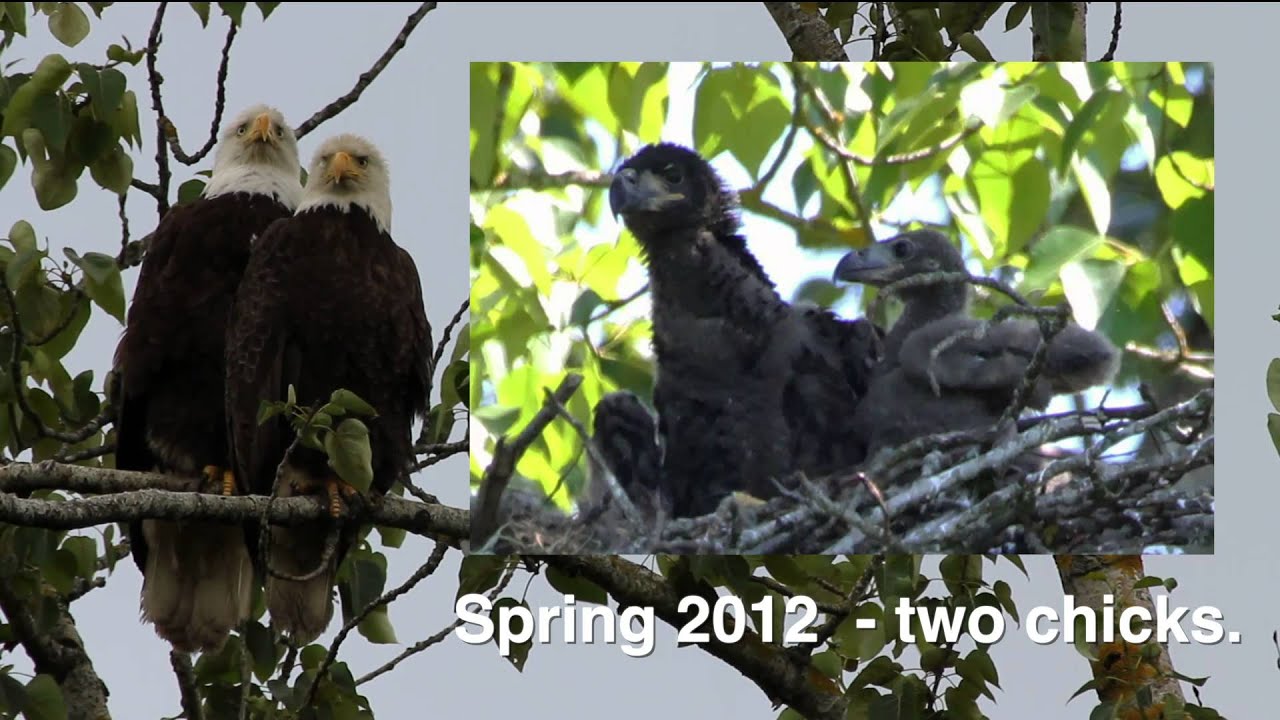 BALD EAGLES AND URBAN DEVELOPMENT. - YouTube