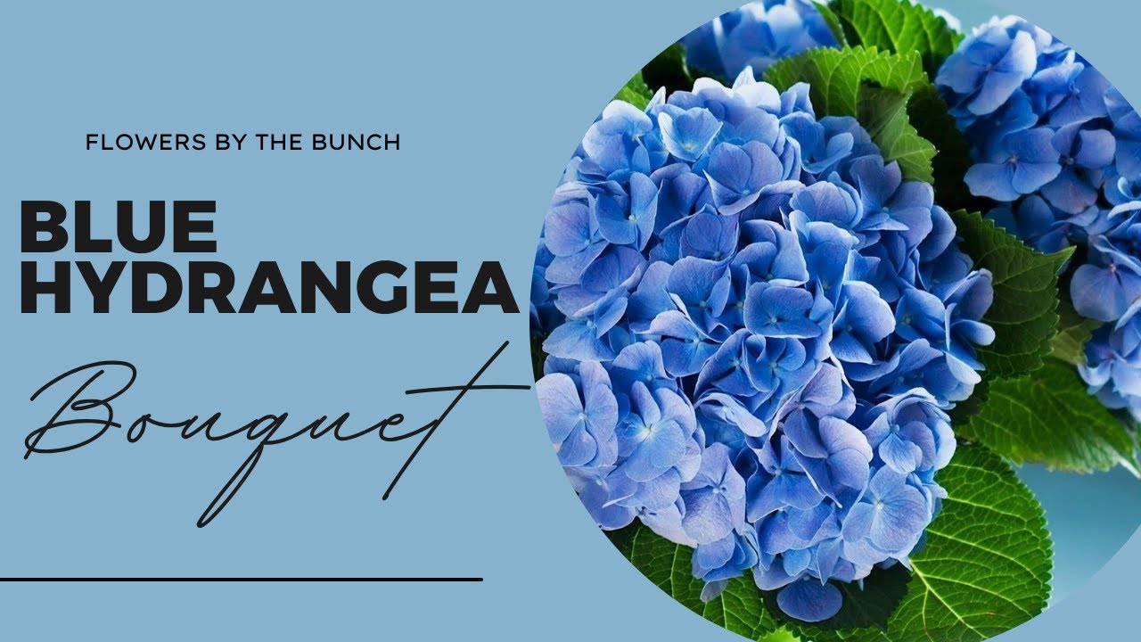 Designing a Blue Hydrangea Hand Bouquet! - YouTube