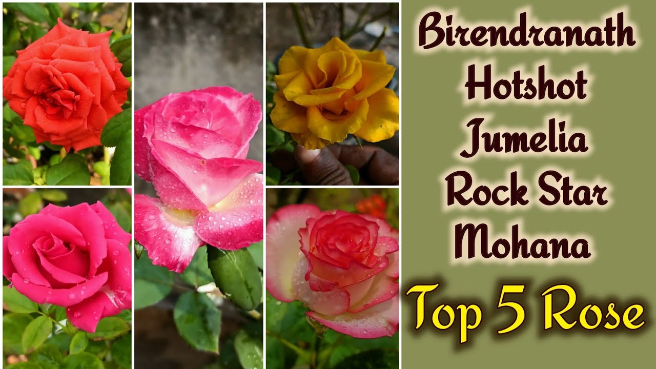 Rose Varieties with Show quality flower & long lasting bloom - YouTube