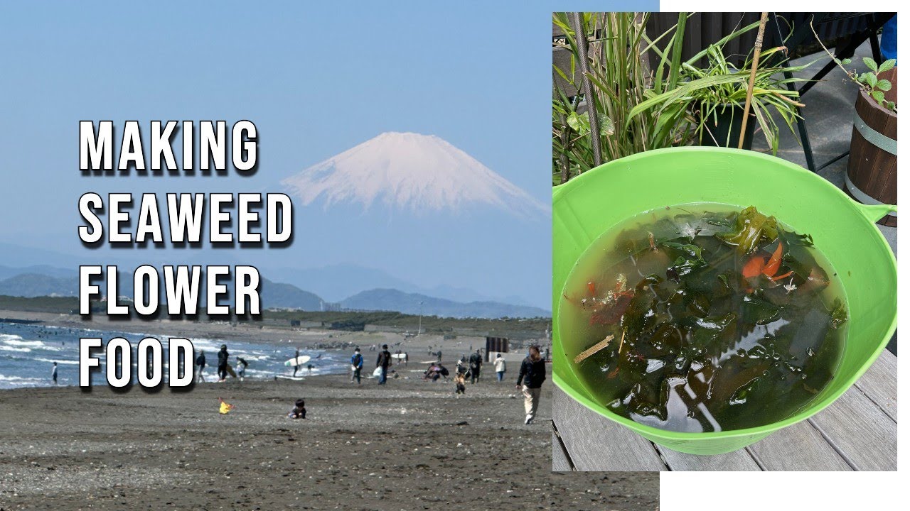How to make homemade seaweed fertiliser for flower gardening - YouTube