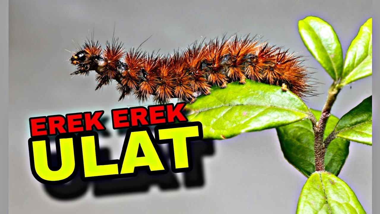 EREK EREK ULAT 2D 3D 4D & ARTI MIMPI TENTANG ULAT - YouTube