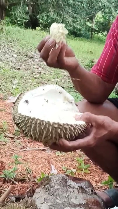 Makan Durian Langsung di bawah pohonnya lebih Nikmay - YouTube