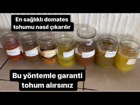En sağlıklı tohum nasıl çıkarılır