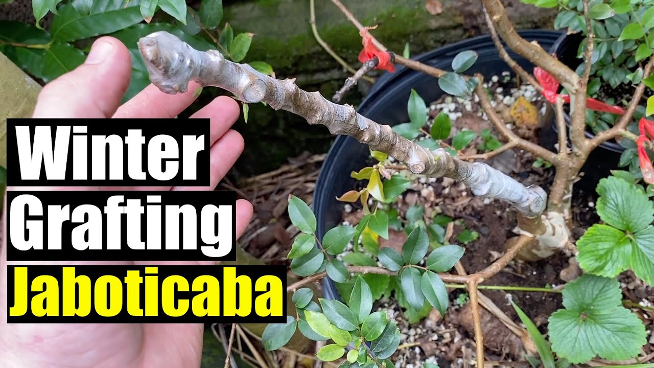 Grafting Multiple Varieties of Jaboticaba - Cleft Grafting Fruit Trees ...