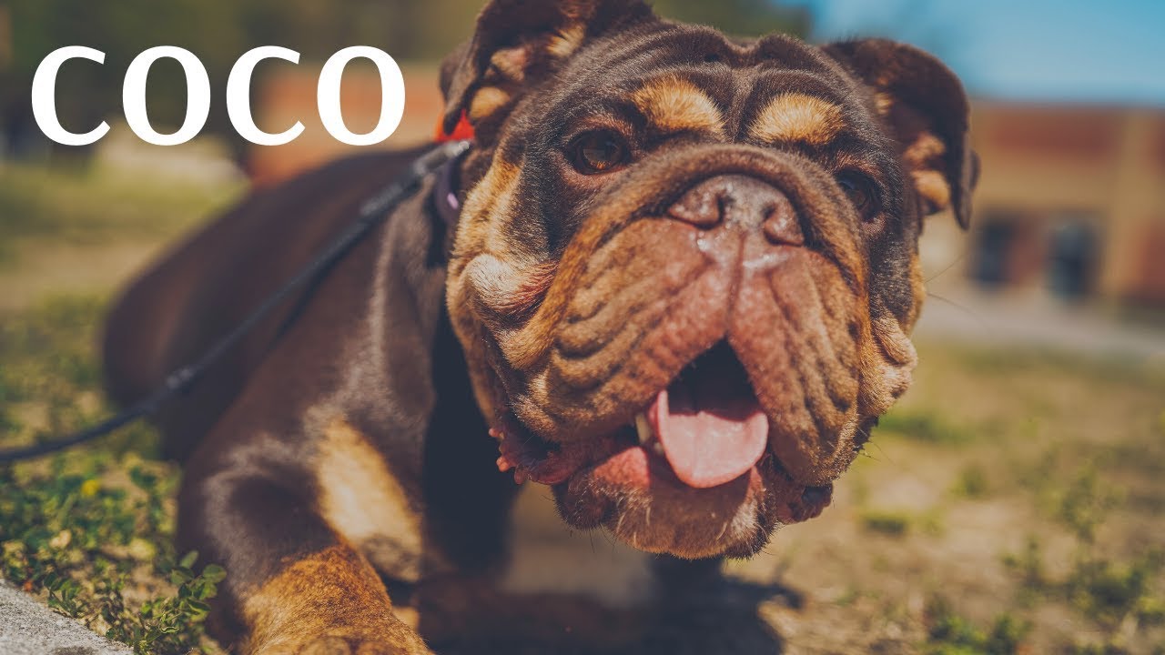 English Bulldog "Coco" | Amazing Transformation | Awesome ...