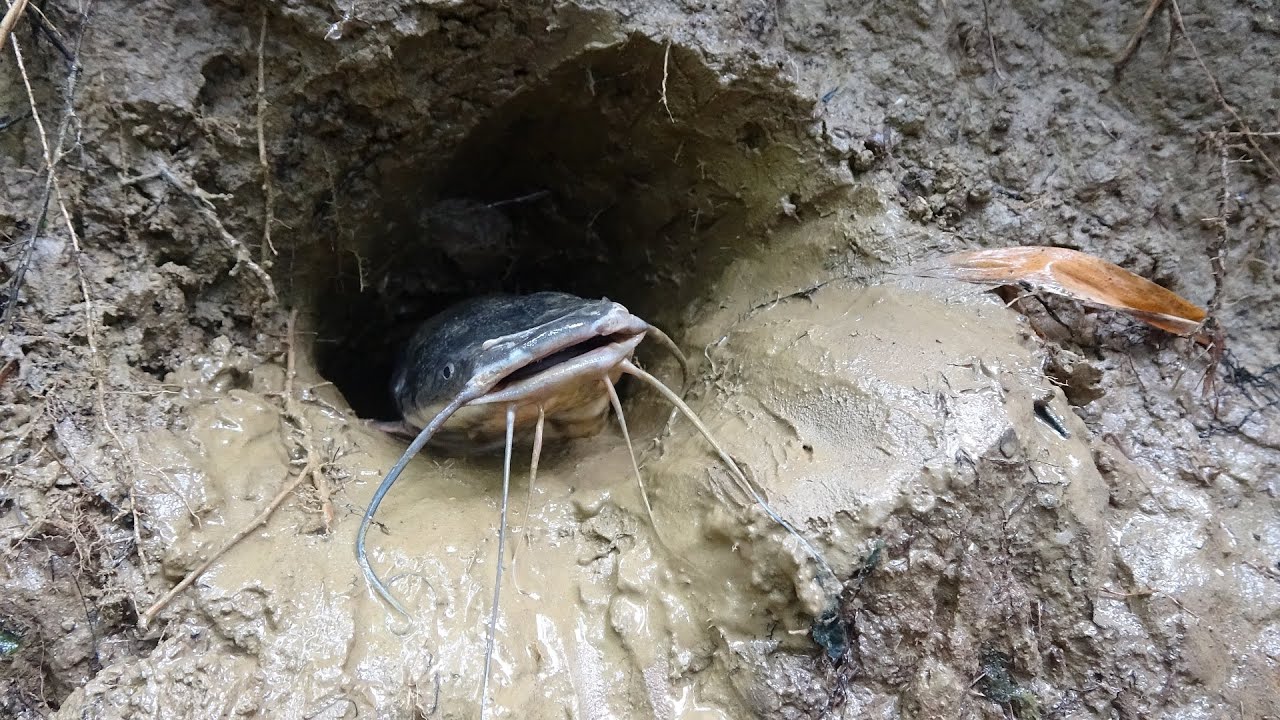 Best Fish Catching Experience, catch fish in deep hole in a small ...