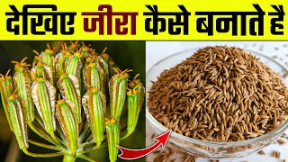 देखिए जीरा कैसे तैयार करते हैं । जीरे की खेती । भारत मे जीरे की खेती | Cumin farming | Cumin seed