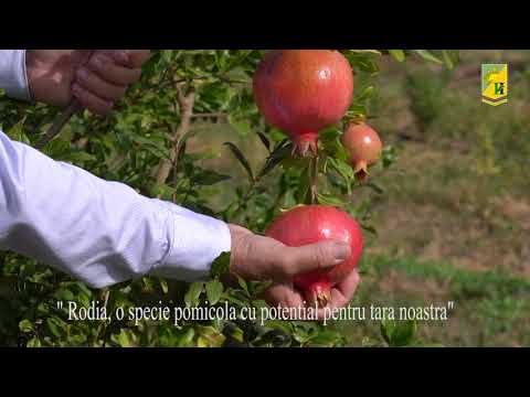 Rodia, o specie pomicola cu potential pentru tara noastra - YouTube