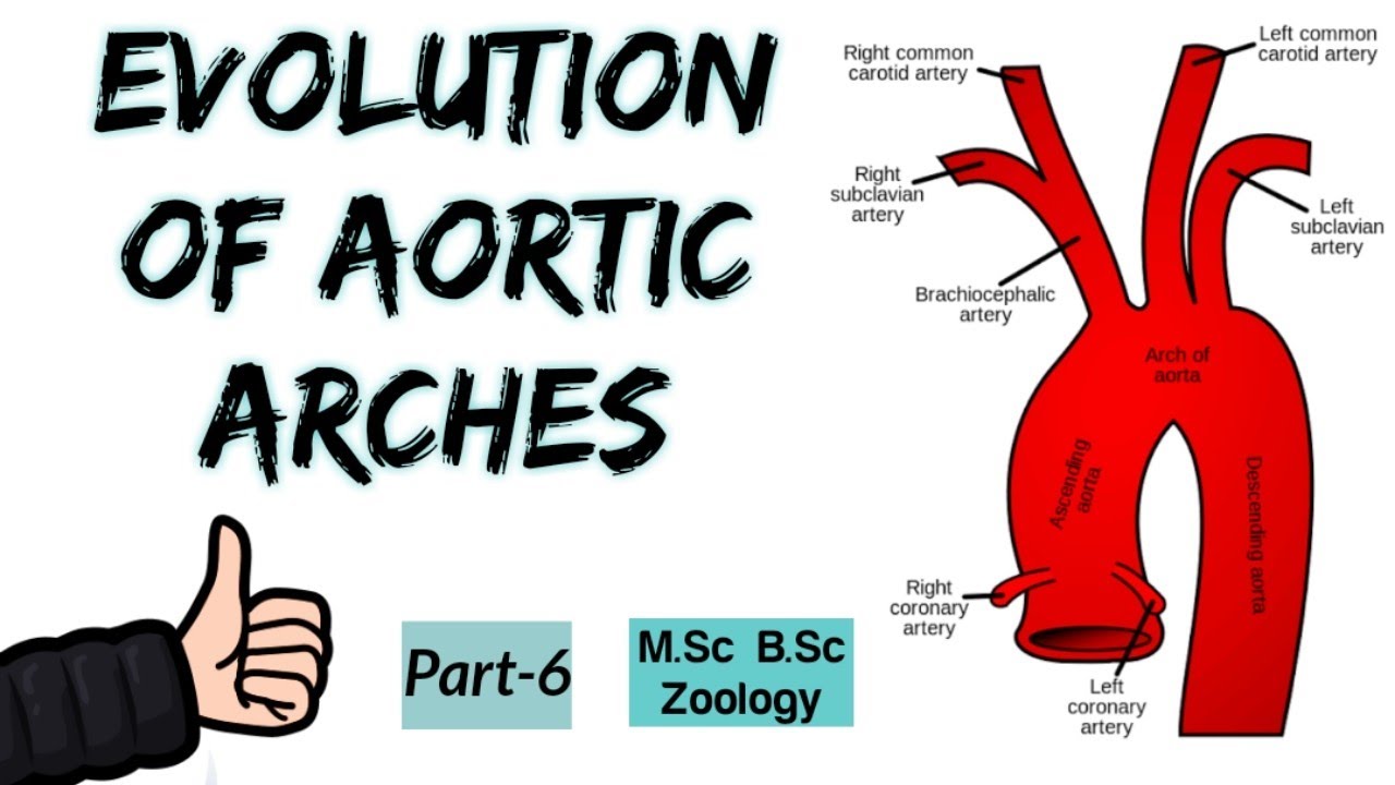 Aortic arches in Birds and Mammals | Evolution of Aortic Arches in ...