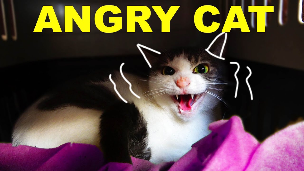 an angry cat escaping from the house entered the safe zone | lucky paws ...