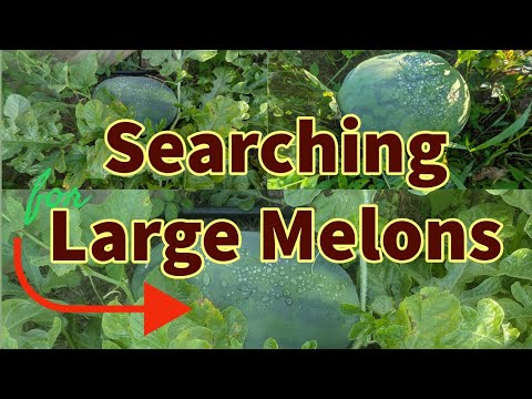 The Ultimate Search: Looking for Large Melons - YouTube