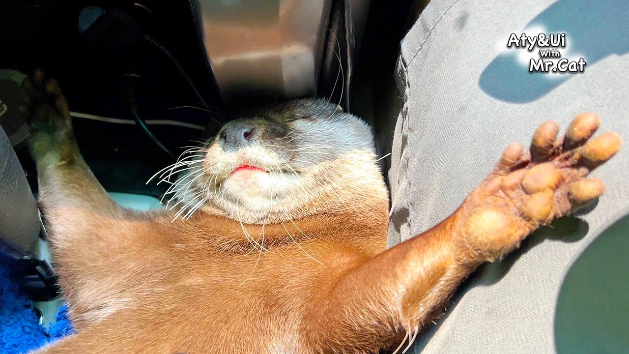 My Car Is Otters' Nest [Otter Life Day 868] - YouTube