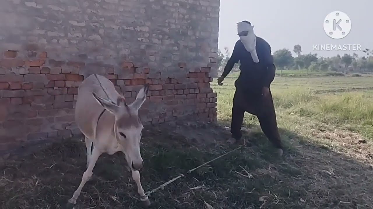 amazing man with donkey and boy 3 June 2024 - YouTube