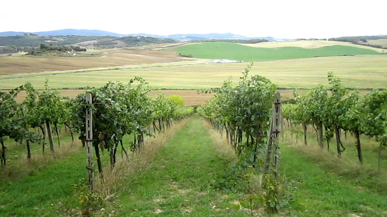 Wine Tour in Tuscany: Trebbiano vineyard at Colombaia in Chianti - YouTube