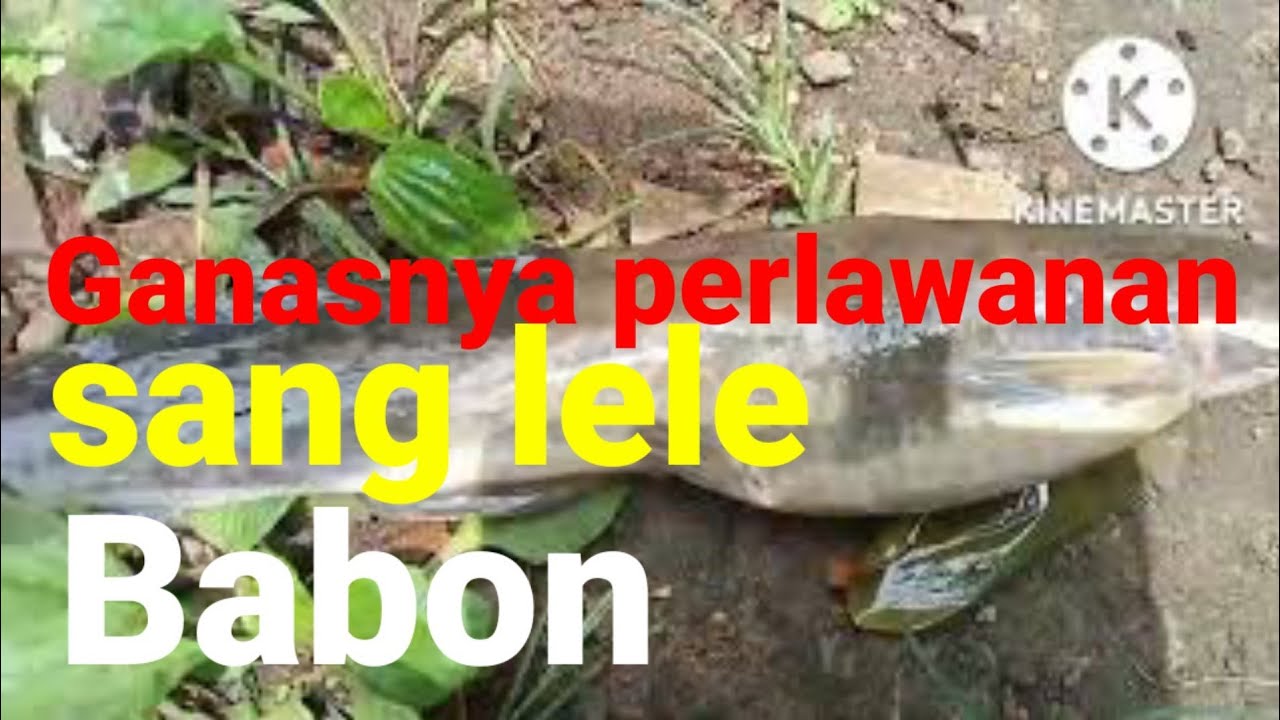 Di bikin deg-degan juga sama lele babon@Azam fishing adventure - YouTube