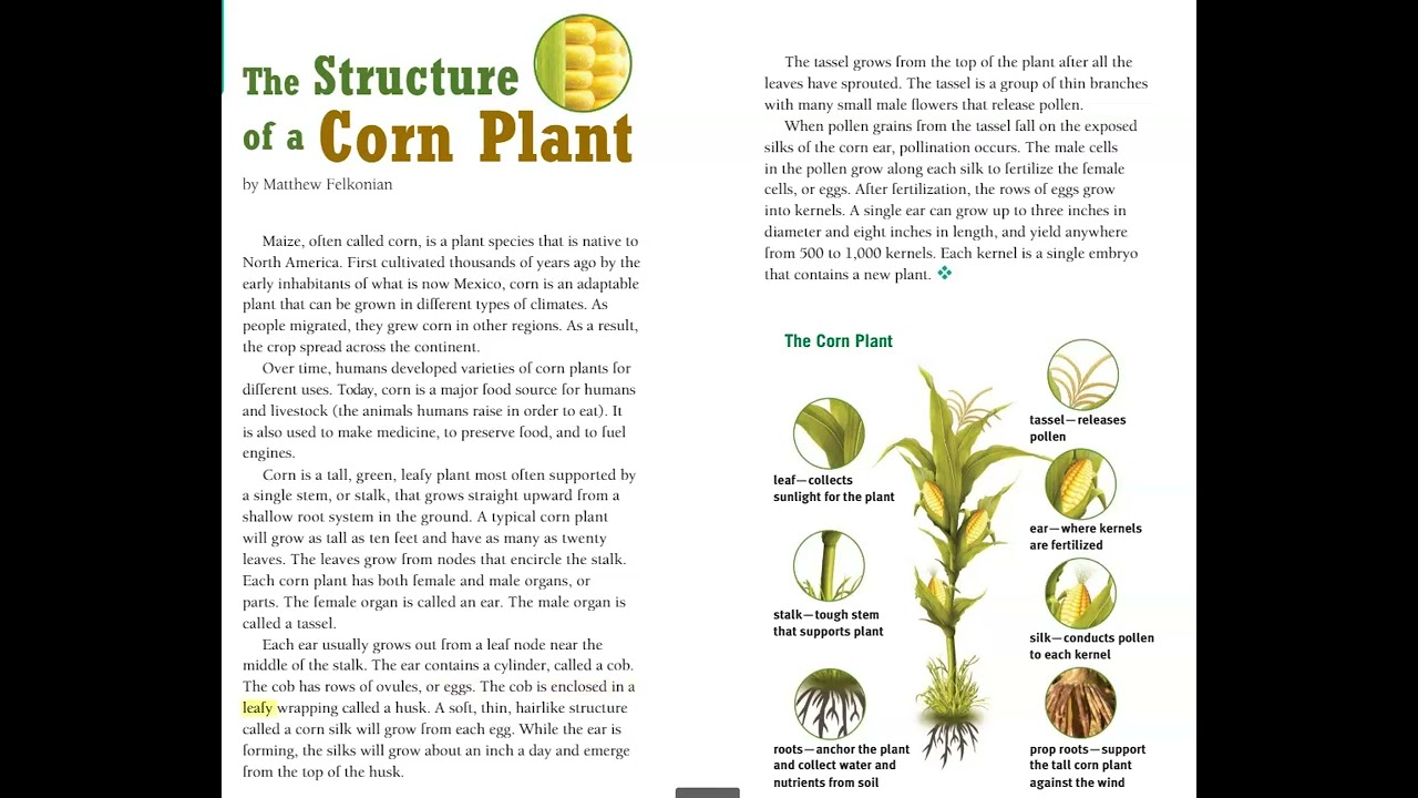 Maize Plant Structure