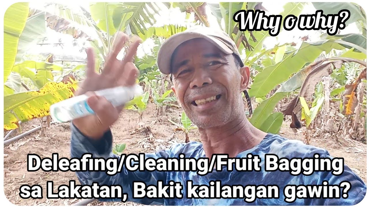Deleafing/Cleaning/Fruit Bagging, Why is so Important? - YouTube
