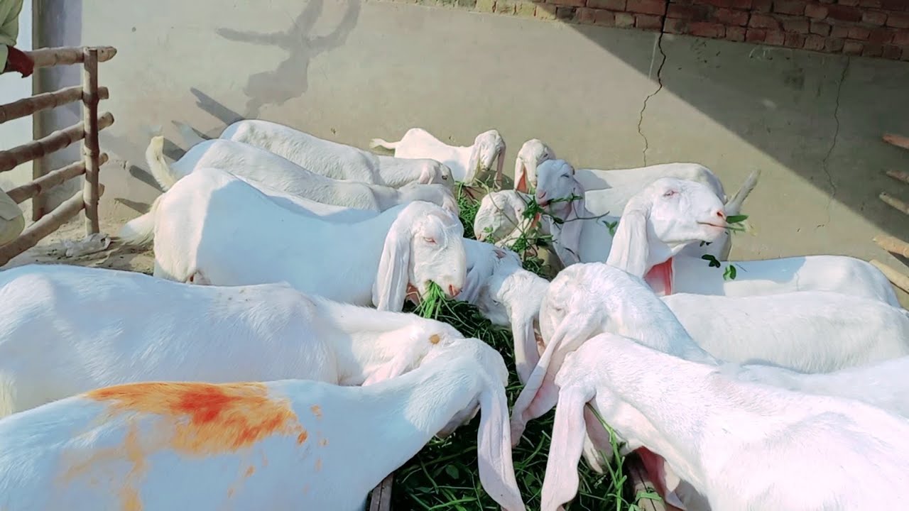 Gulabi Bakrian Rajan puri goat farming in pakistan - YouTube