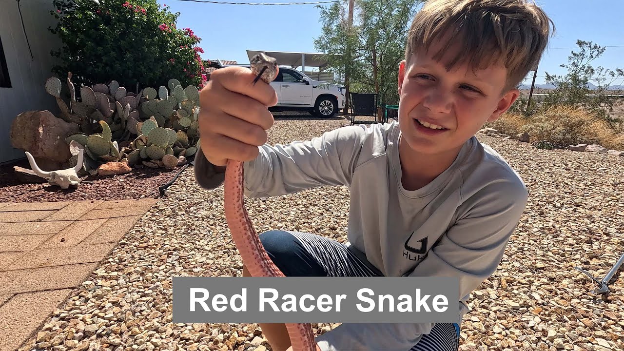 WildWestin’s First Red Racer Snake Encounter! - YouTube