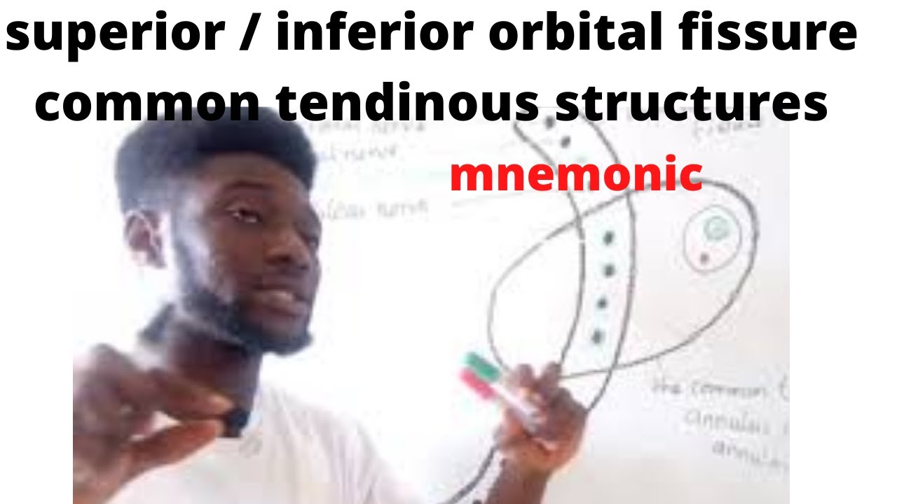 SUPERIOR ORBITAL FISSURE/ INFERIOR, COMMON TENDINOUS RING Structures ...