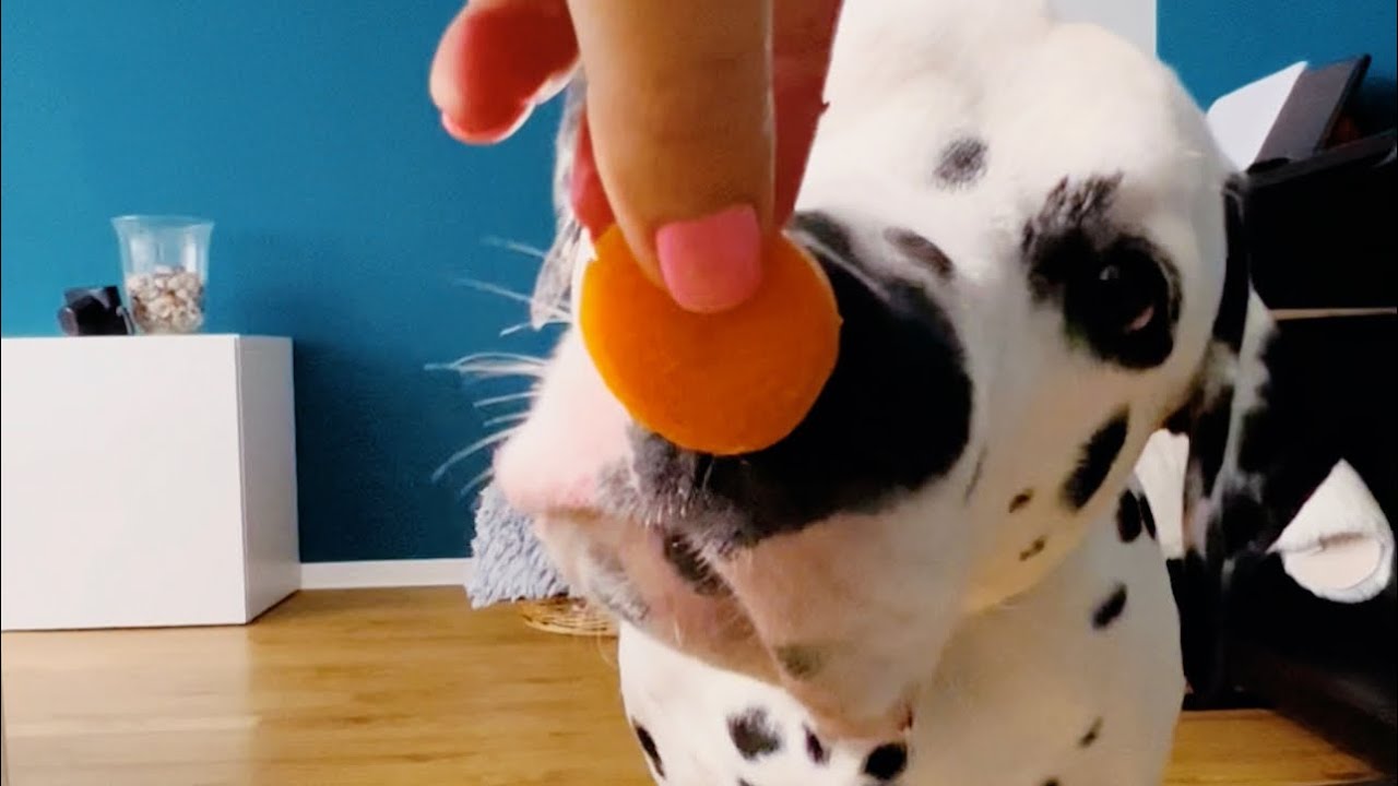ASMR-Gemüse- und Beerentasting mit meinem Hund: Entspannende Geräusche ...