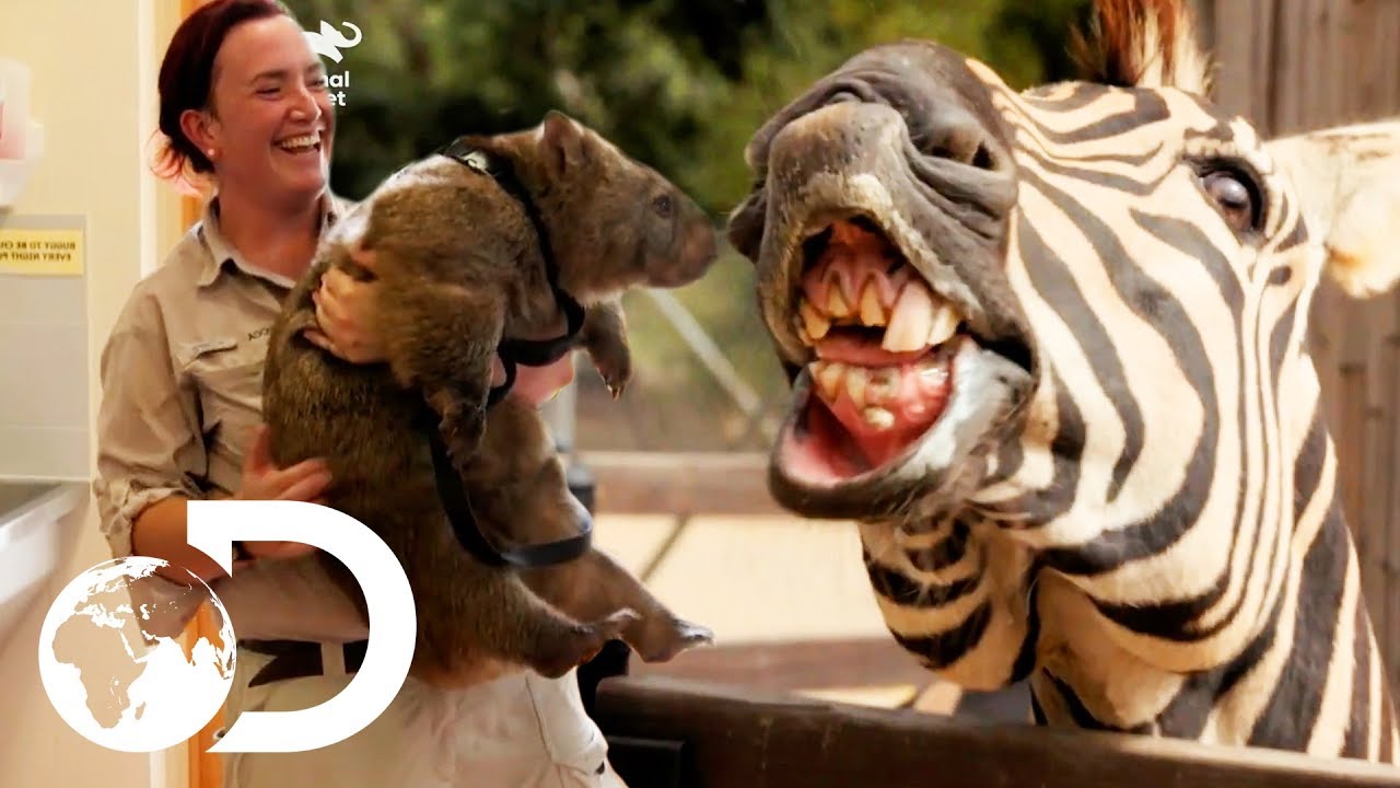 Meet The Cute And Mischievous Animals Of Australia Zoo! | Crikey! It's ...