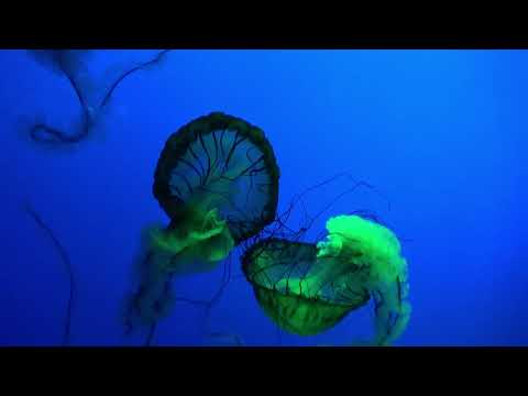 Jellyfish Underwater Video 4K Free HD Stock Footage No Copyright Ocean ...