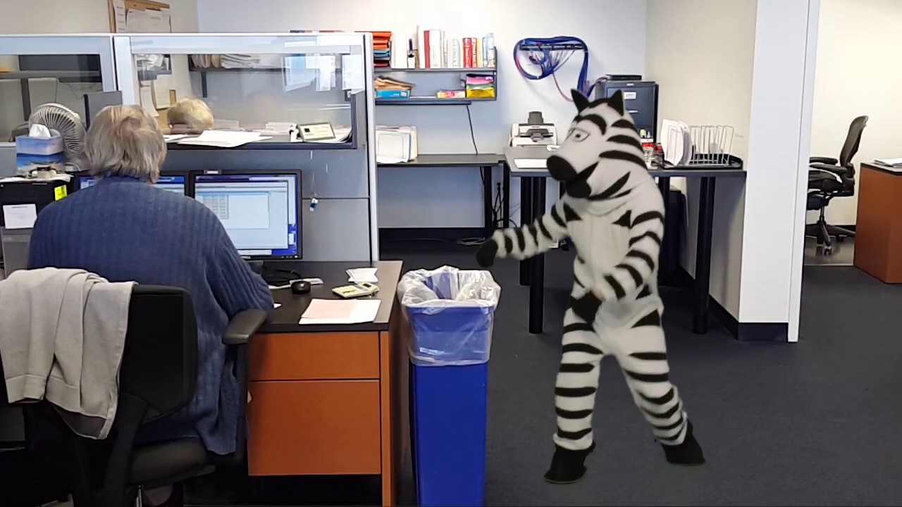zebra - YouTube