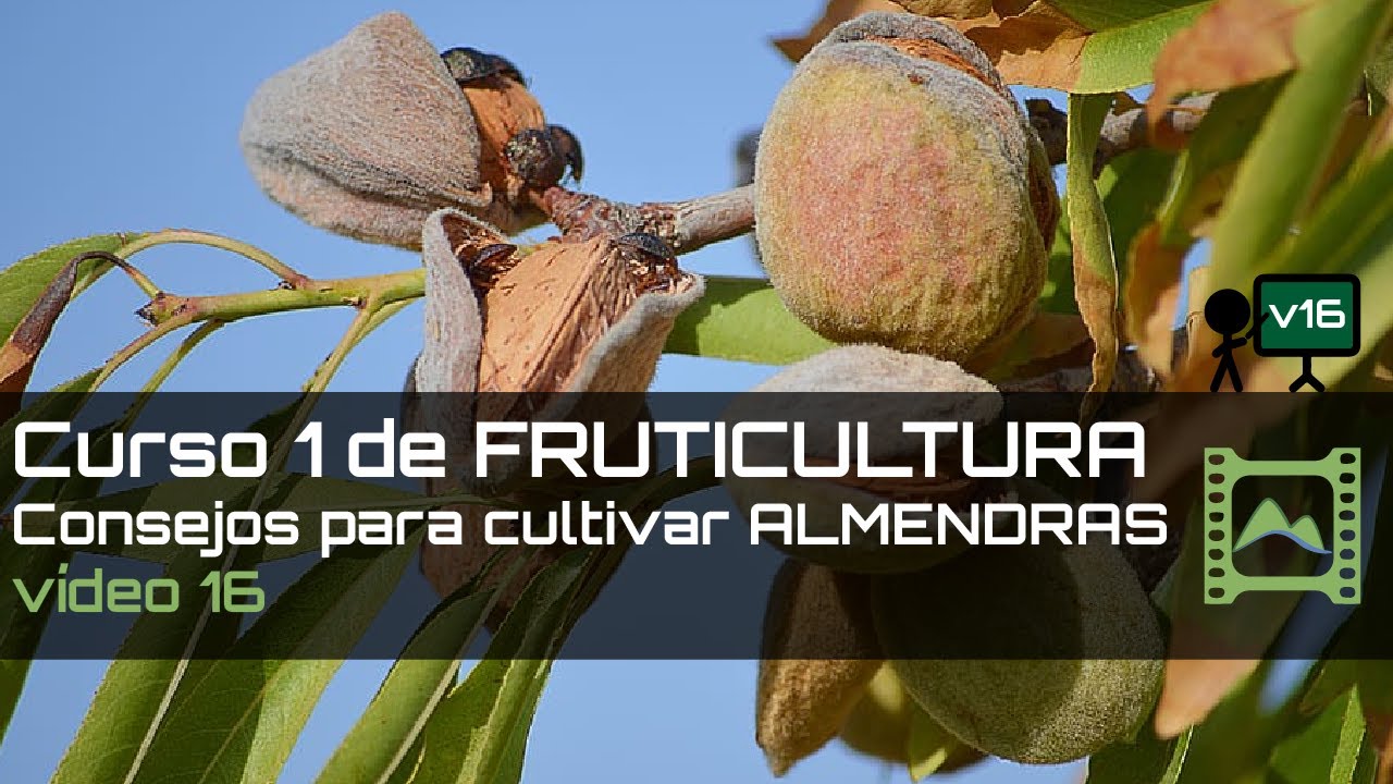 Consejos para cultivar ALMENDRAS Curso básico de FRUTICULTURA 2020 ...