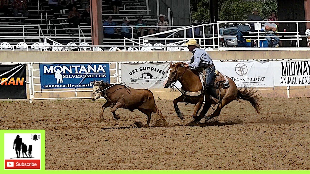 Open Steer Roping 2nd Go Part 2🐂 2024 Spicer Gripp Memorial Roping ...