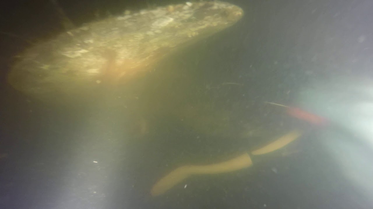 Nauti One 5 21 20 Cleaning 2of2 - YouTube