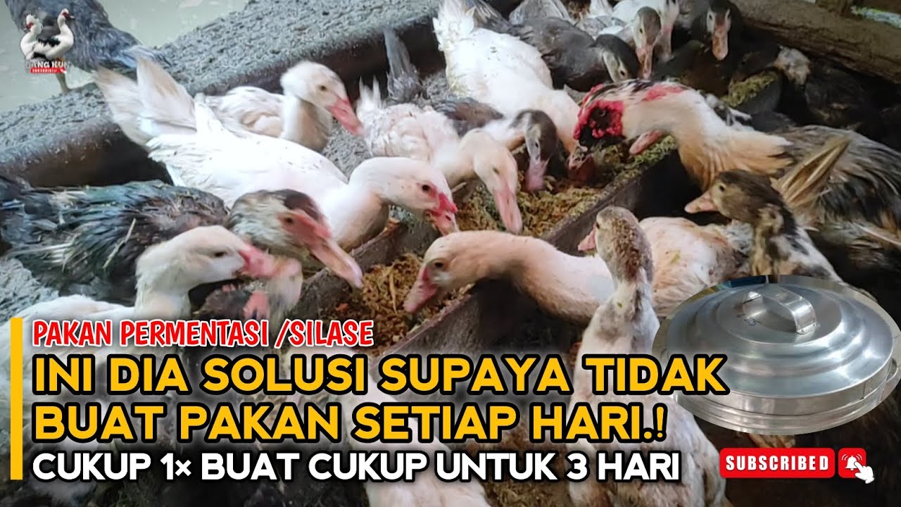 BERI PAKAN ENTOK CUKUP 1x BUAT UNTUK 3 HARI || RACIKAN PAKAN SETIAP ...