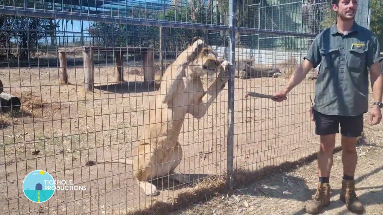 Lion Zoo Keeper Talk - Darling Downs Zoo QLD - October 2023 - YouTube