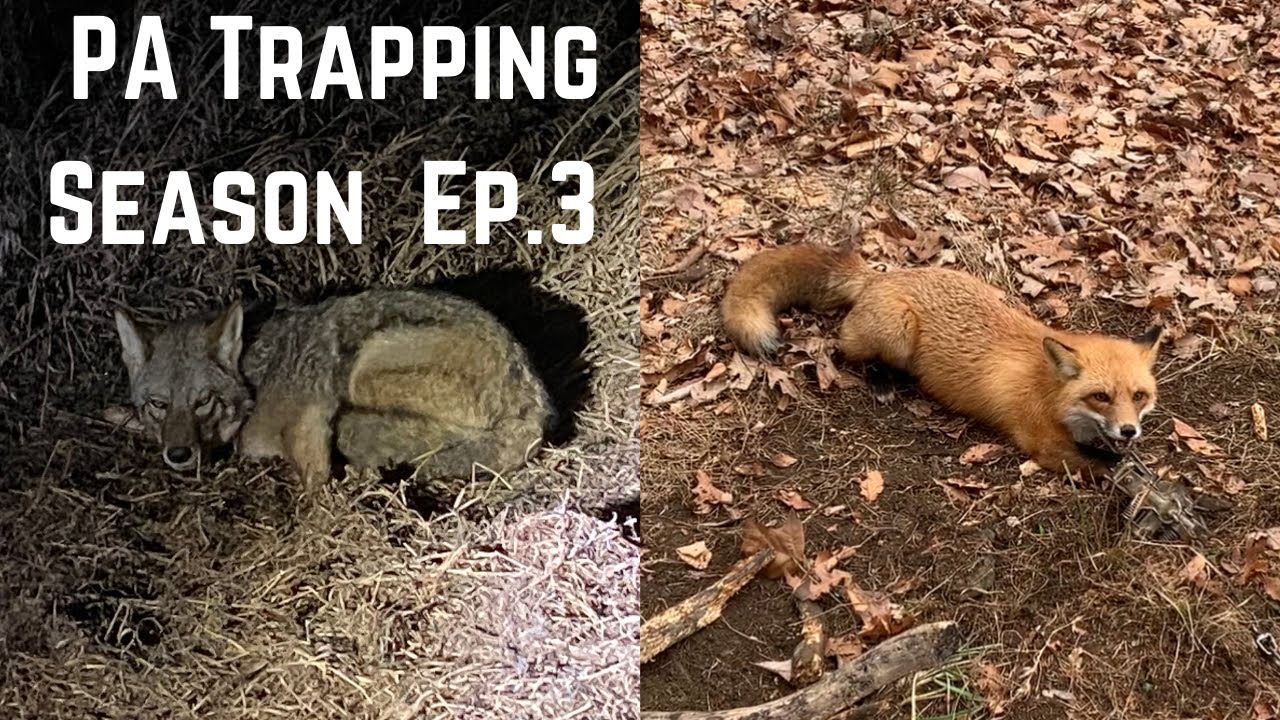 PA Trapping Season 2020-2021 Ep. 3 - YouTube