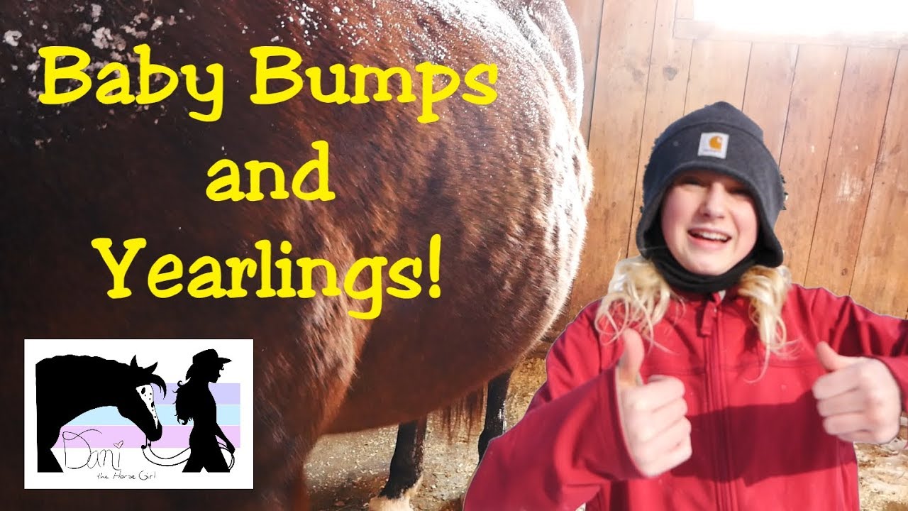 Baby Bumps and Yearlings! - YouTube