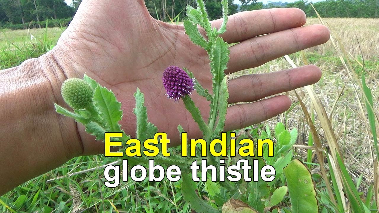 East Indian globe thistle (Sphaeranthus indicus) - part 1 - YouTube
