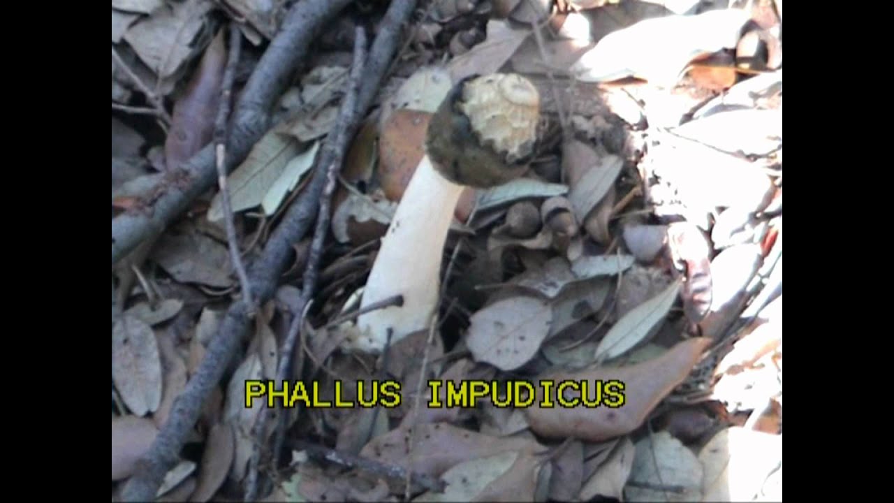 phallus impudicus - YouTube
