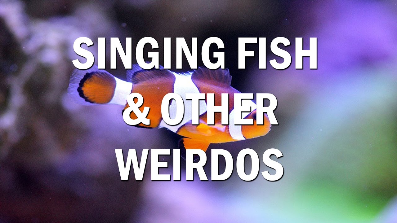 Breaking News: FISH CAN SING! (And they are quite good at it too ...