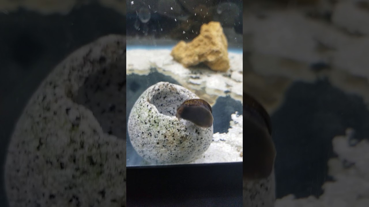 nitrate snails a close up look. - YouTube