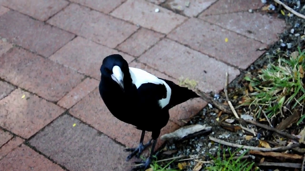 Magpie singing warble - YouTube